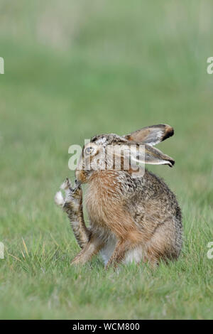 European hare (Lepus europaeus), scratching, Germany, Schleswig ...