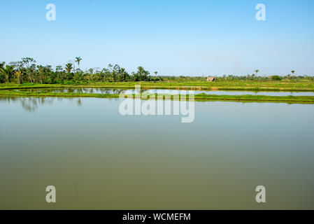 Tambaqui and Pacu (Serrasalmus) Fish Farming in Yapacani, Bolivia Stock ...