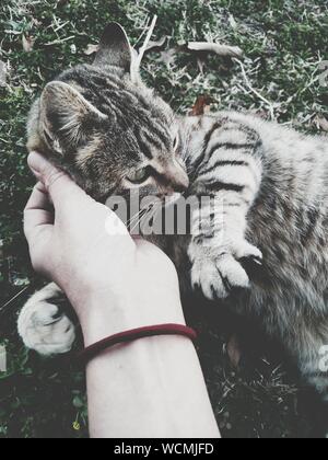 A close up of a cat being petted Stock Photo - Alamy