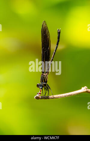 damselfly , Euphaea ochracea Stock Photo - Alamy