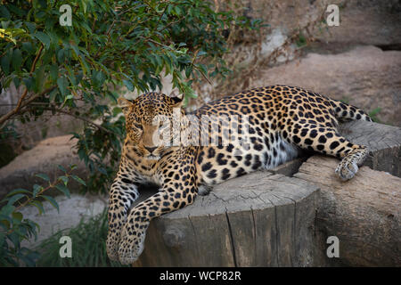 solitary leopard laying on a brown muddy patch in the Kruger National ...