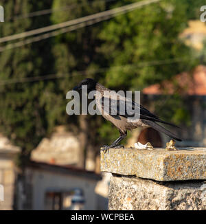 Hooded Crow in Jerusalem Israel Stock Photo - Alamy
