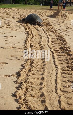 Green sea turtle tracks Stock Photo - Alamy
