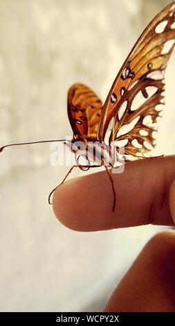 Monarch butterfly on a finger Stock Photo - Alamy