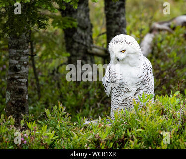 Snowy Owl with missing wing Stock Photo - Alamy