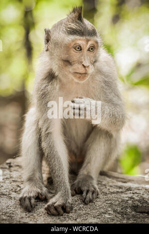 Photo of long tailed macaque monkey (Macaca mulatta) at secret monkey ...