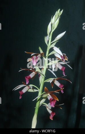 Australian native orchid - Phaius australis Stock Photo - Alamy