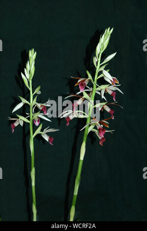 Australian native orchid - Phaius australis Stock Photo - Alamy