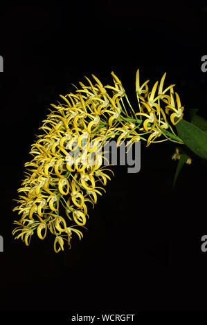 Australian native orchid - Dendrobium speciosum Stock Photo - Alamy