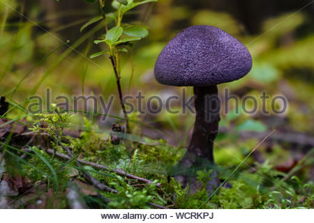 violet webcap (Cortinarius violaceus), in moss, Germany, North Stock ...