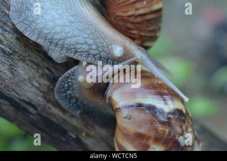 Close up snails on female face. Big snails cleaning womans face and ...