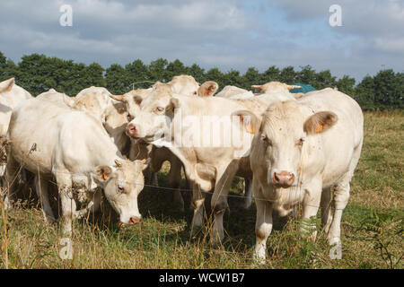 Charolaise cows in the field of a farm in Brittany Stock Photo - Alamy