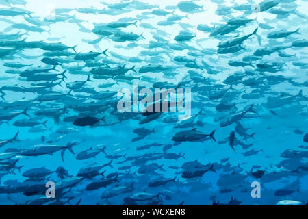 School of Fish, Shoaling and schooling - Underwater Art Illustration ...