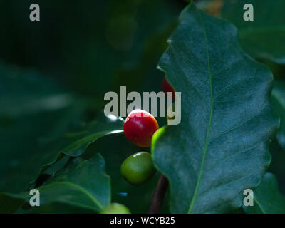 Coffee Plant. Red coffee beans on a branch of coffee tree Stock Photo ...