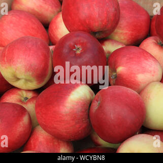 Apple 'Katy', Apple 'Katya', eating apples, malus domestica, farm shop ...