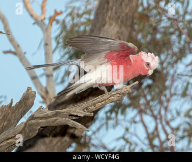 Flying pink cockatoos galahs Stock Photo - Alamy