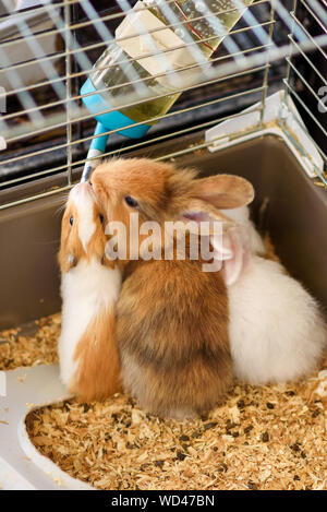 Cute red rabbit feeding on fresh green grass in a summer meadow ...