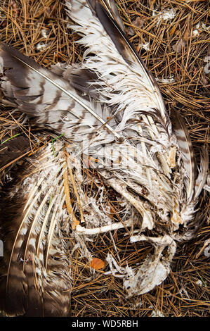 skeleton of crow feathers bird dead nature Stock Photo - Alamy