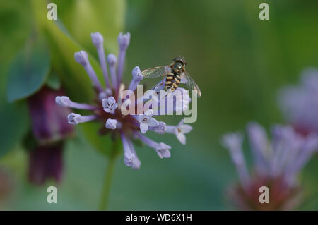 Asperula orientalis, Annual woodruff, Oriental woodruff, seed, close up ...