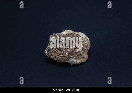 bivalvia mollusk shell isolated on white background Stock Photo - Alamy