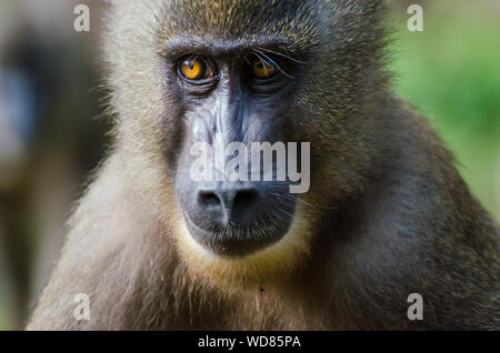 Drill Monkey Nigeria Stock Photo - Alamy