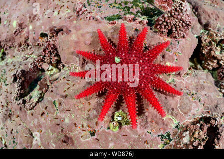 Sunstar starfish, Crossaster papposus Stock Photo - Alamy