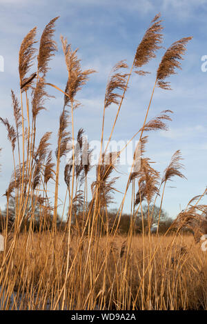 common reed (Phragmites australis) Plantae Stock Photo - Alamy