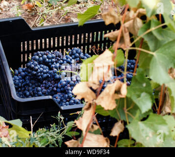 Grapes in plastic crate during grape harvest in South Italy, Puglia ...