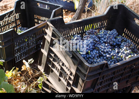 Grapes in plastic crates during grape harvest in South Italy, Puglia ...