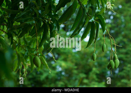 Mangoes growing on a mango tree in Ponce, Puerto Rico Stock Photo - Alamy