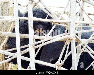 Goat head in the cage Stock Photo - Alamy