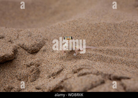 Namib sand gecko / web-footed gecko (Pachydactylus rangei) held in hand ...