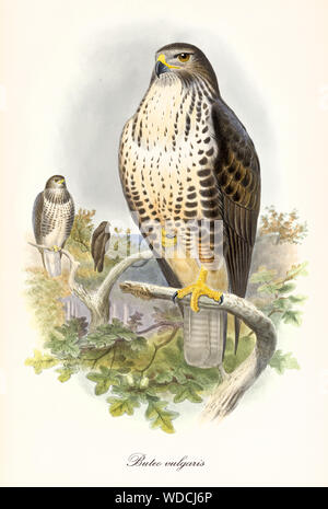 Foot of common buzzard Stock Photo - Alamy