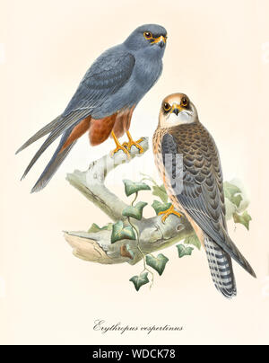 Red Footed Falcon Stock Photo - Alamy