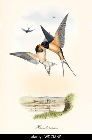 Vintage print of a Swallow. The Barn Swallow (Hirundo rustica) is the ...