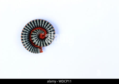 A brightly colored millipede curled up into a perfect circle against a ...