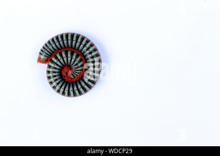 A brightly colored millipede curled up into a perfect circle against a ...