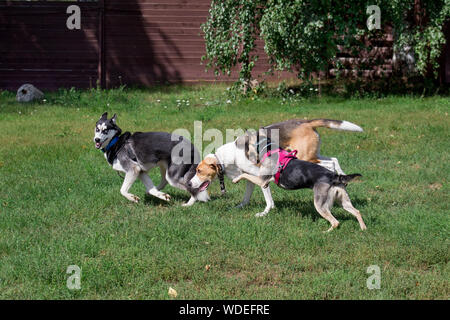 Husky-Mongrel in spring Stock Photo - Alamy