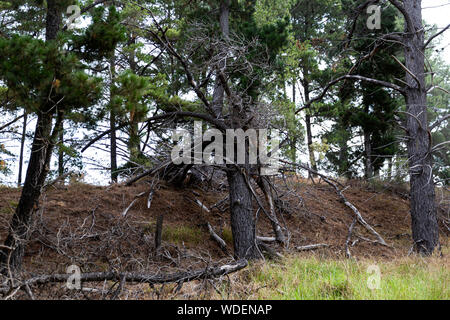 Pine trees are snapped in half or leaning as a result of destruction ...