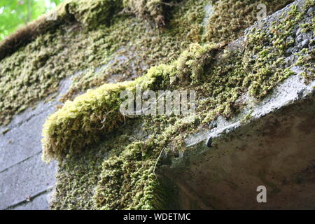 Old abandoned building with moss growing on the room surrounded by ...