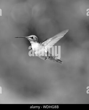 flying hummingbird, hummer Stock Photo - Alamy