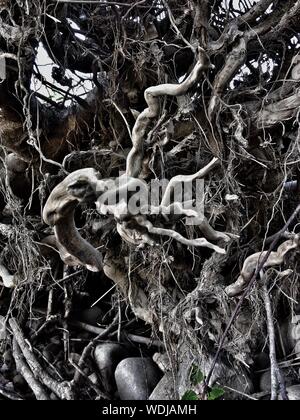 Intertwined tree roots Stock Photo - Alamy