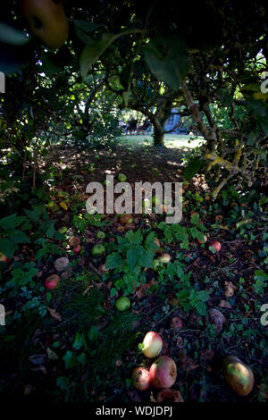 Windfall Eating Apples Rotting in a Northumberland Garden with ...