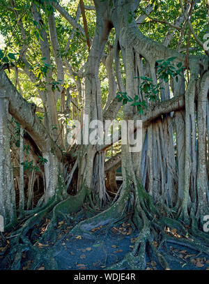 Banyan Tree at Edison Winter Home. Fort Myers. 1960 Stock Photo - Alamy