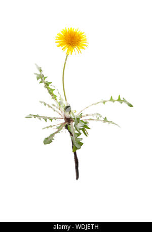 Whole dandelion plant with roots isolated on white background. Natural ...