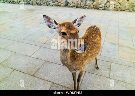 Sika deer (Cervus nippon, Shika) at Nara park Nara Koen, Nara, Honshu ...