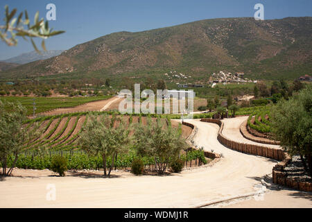 Curves formed by fields planted com vid in Baja Californoa Mexico ...