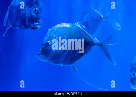 Selena vomer. Fish in the night, sea background for a screensaver Stock ...