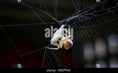 Spider. Spider wrapping its prey in silk. Nature background Stock Photo ...
