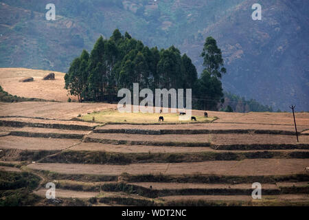 Poombarai Village and terraced farming in Kodaikanal Stock Photo - Alamy